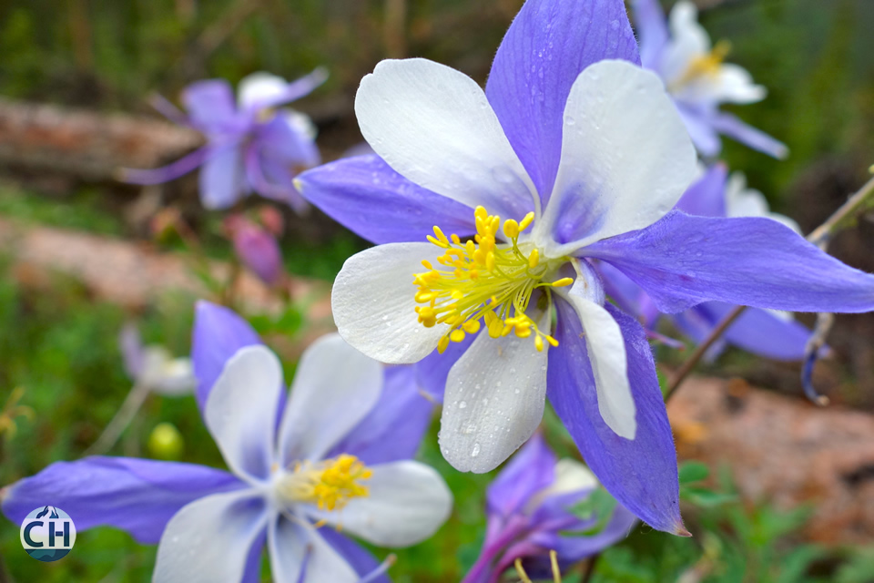 Collegiate Peaks Loop Backpacking Guide | CleverHiker