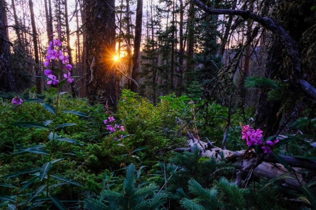 Collegiate Peaks Loop Backpacking Guide | CleverHiker
