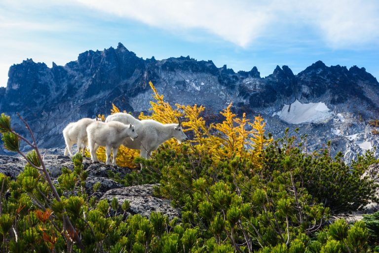 Enchantment Lakes Backpacking Guide | CleverHiker