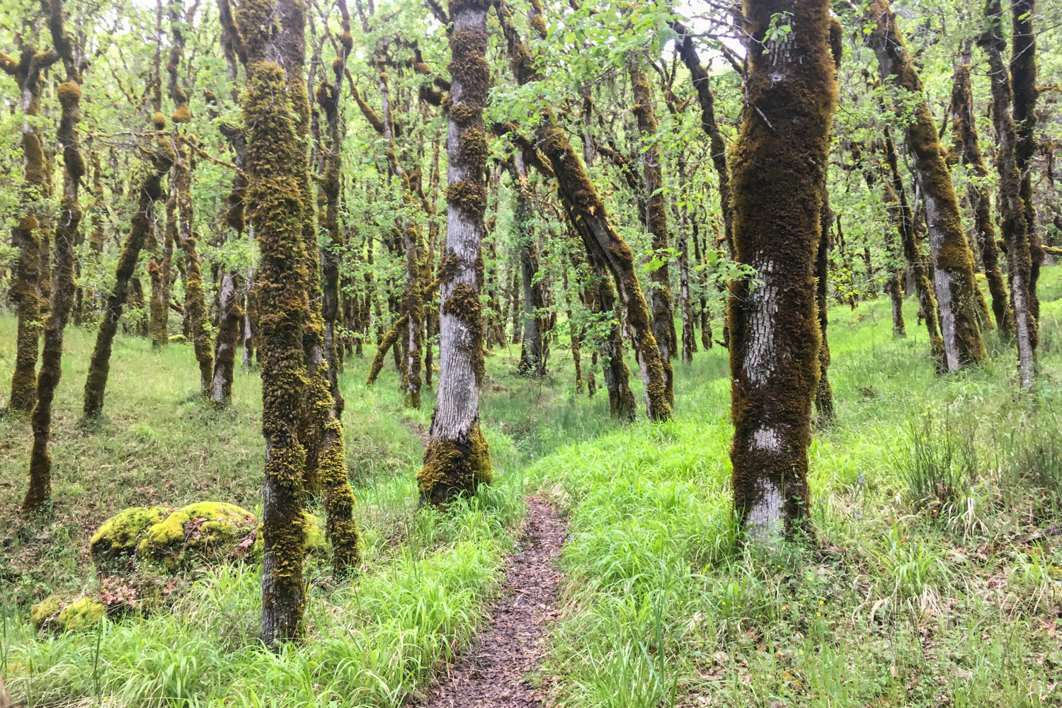 Rogue River Trail Backpacking Guide | CleverHiker