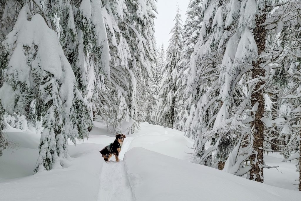 10 Tips for Hiking with Your Dog in Winter | CleverHiker