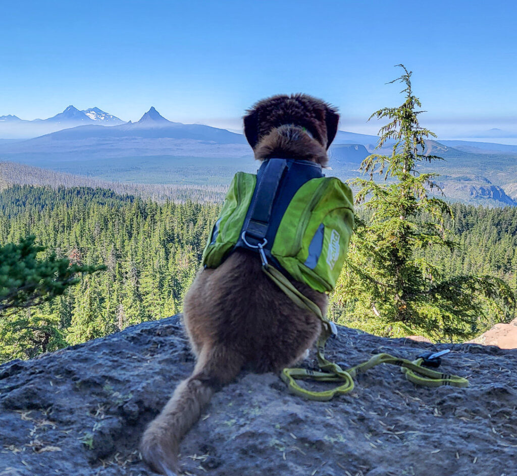 Best Dog Backpacks of 2025, Tested & Reviewed | CleverHiker