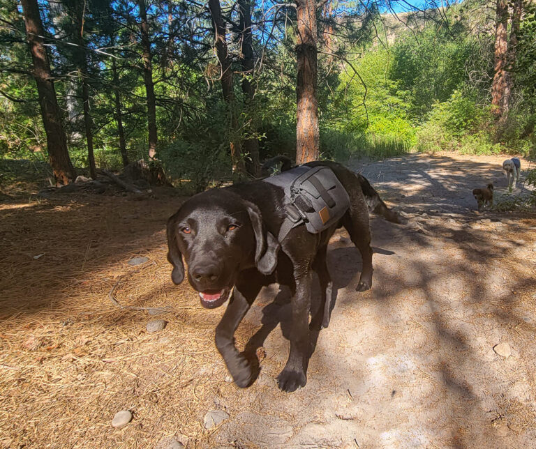 Best Dog Backpacks of 2025, Tested & Reviewed | CleverHiker