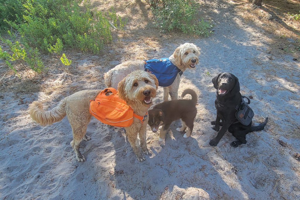 Best Dog Backpacks of 2025, Tested & Reviewed | CleverHiker