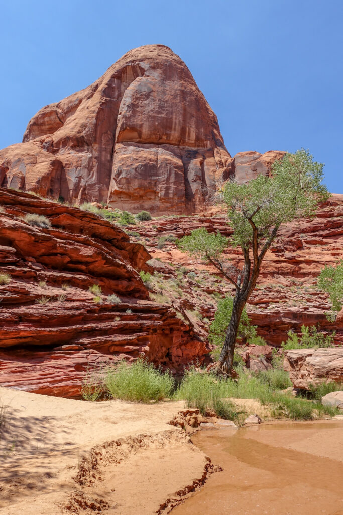 Coyote Gulch Ultimate Backpacking Guide | CleverHiker
