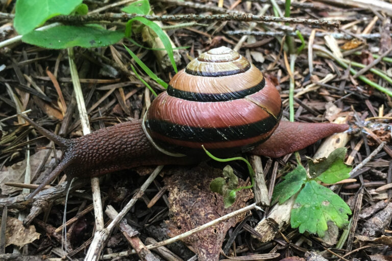 Rogue River Trail Backpacking Guide | CleverHiker