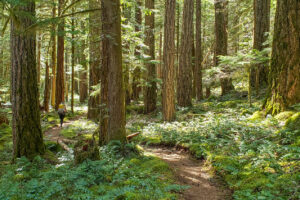 McKenzie River Trail Backpacking Guide | CleverHiker