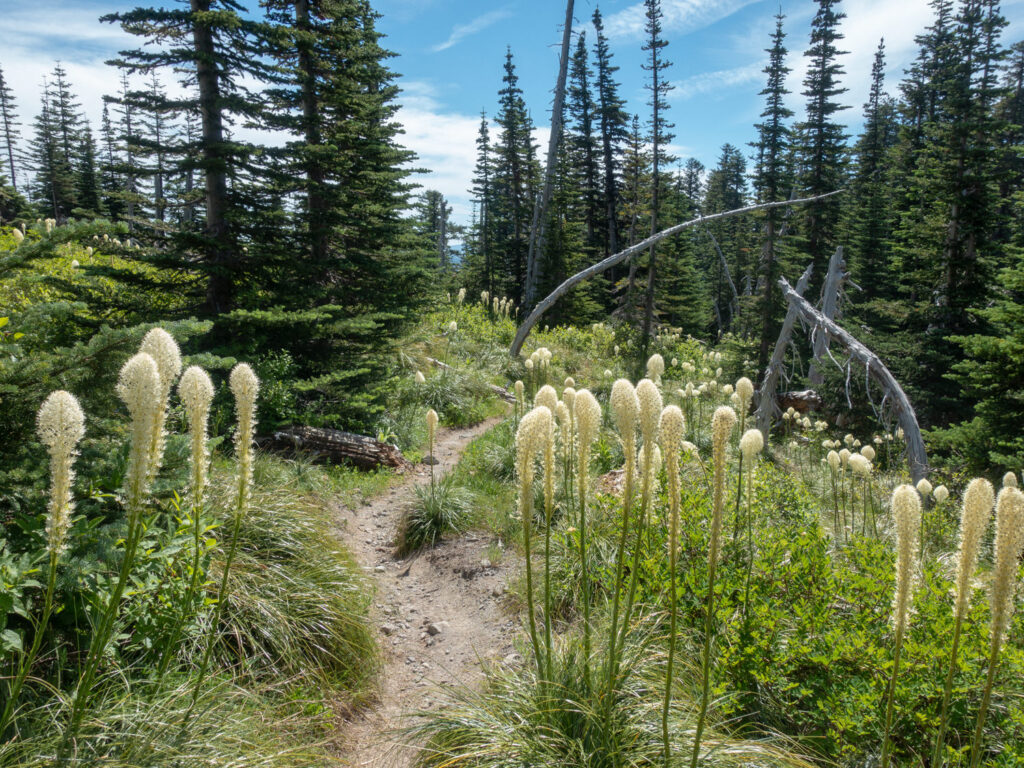 Loowit Trail Loop – Mount St. Helens Backpacking Guide | CleverHiker