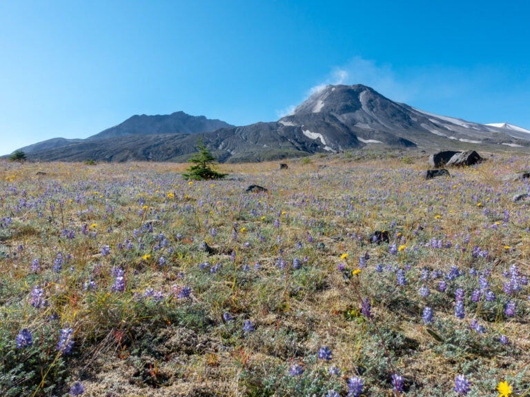 Loowit Trail Loop – Mount St. Helens Backpacking Guide | CleverHiker