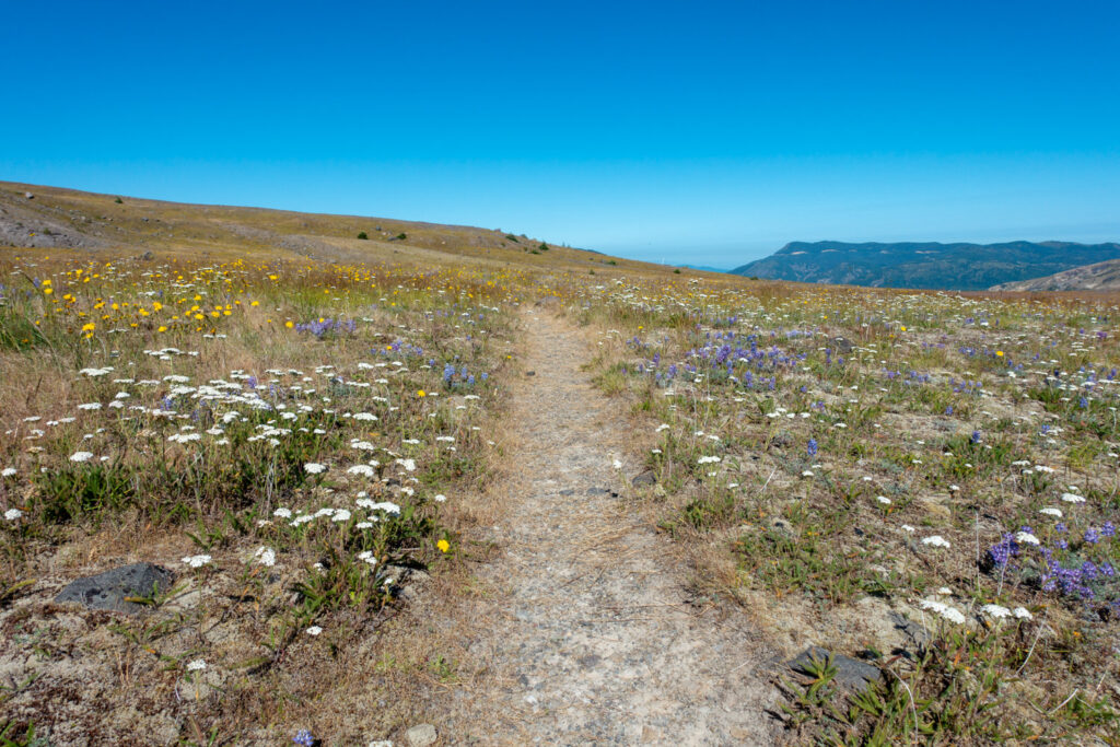 Loowit Trail Loop – Mount St. Helens Backpacking Guide | CleverHiker