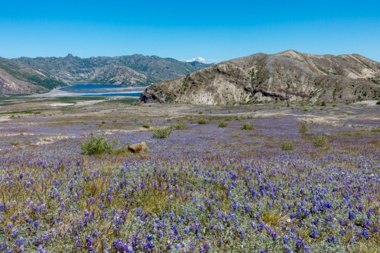 Loowit Trail Loop – Mount St. Helens Backpacking Guide | CleverHiker