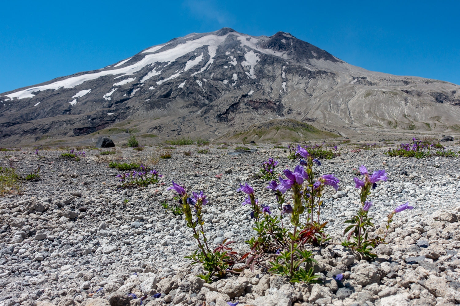Loowit Trail Loop – Mount St. Helens Backpacking Guide | CleverHiker
