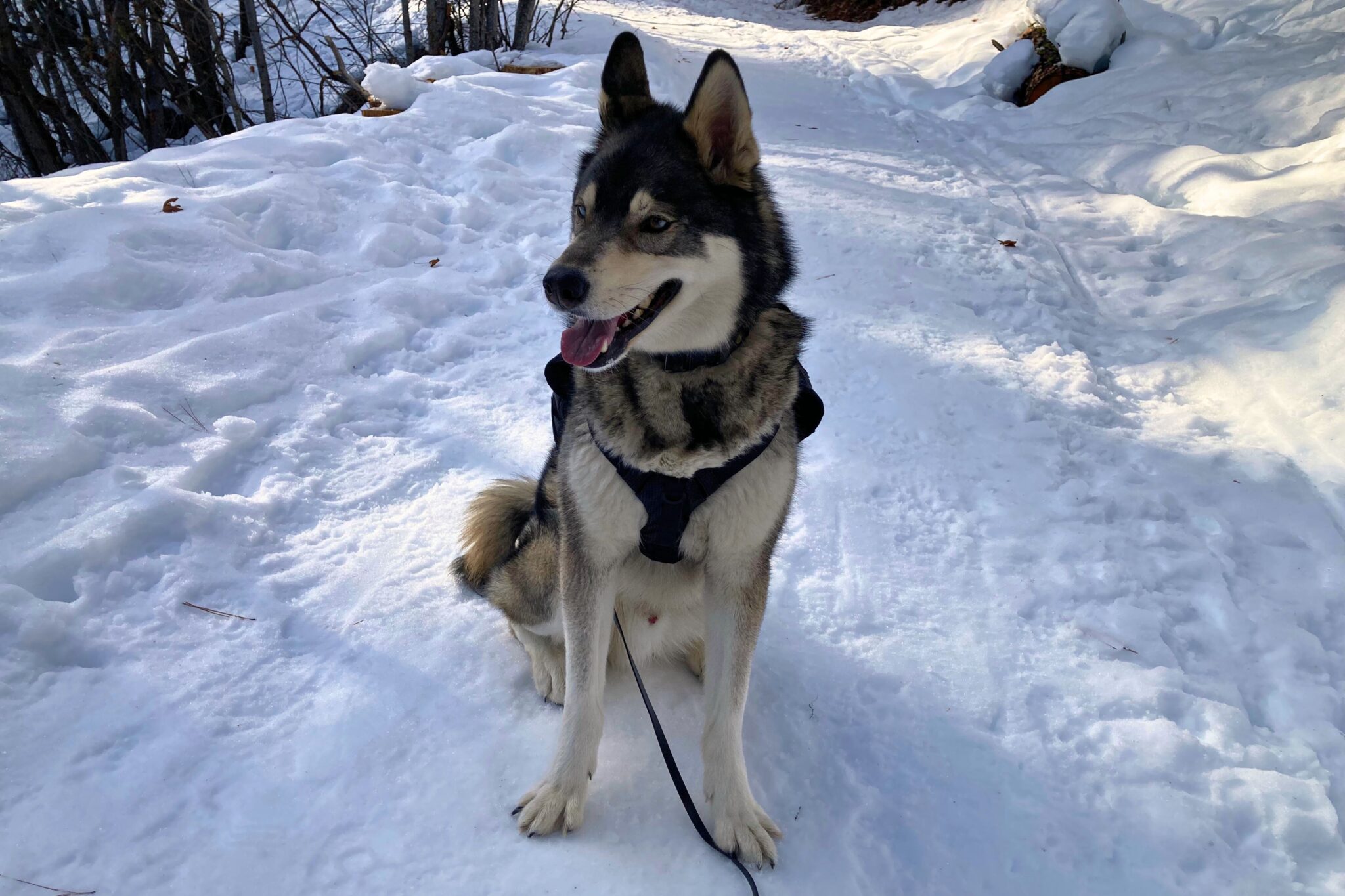 Ultimate Direction Dog Vest Review | CleverHiker